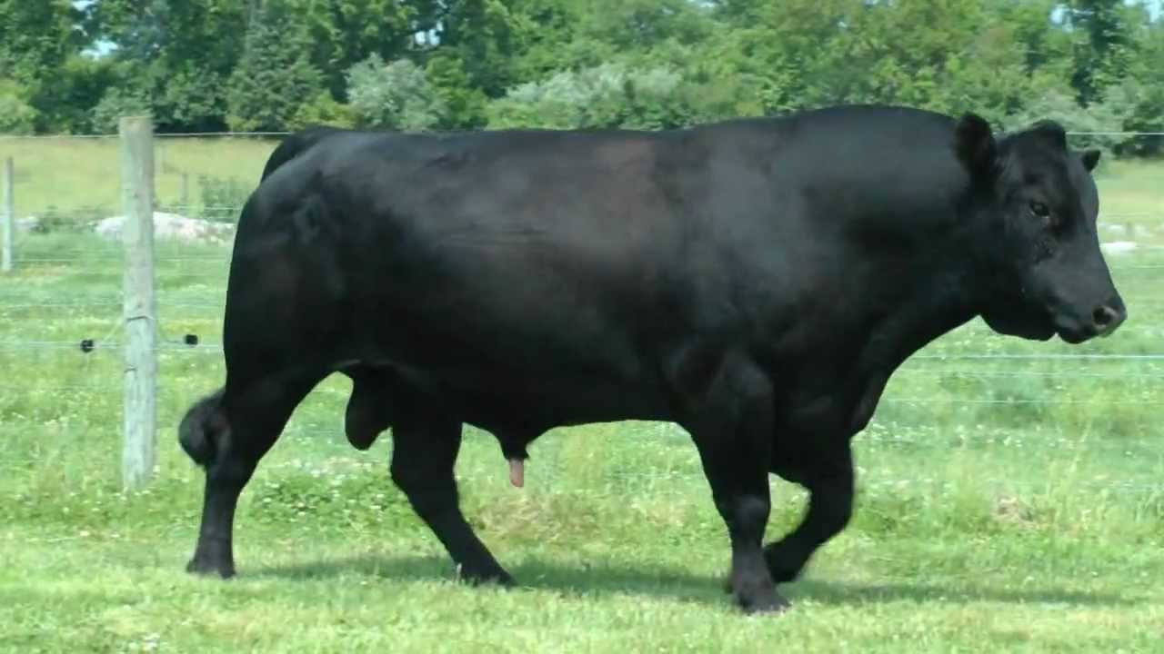 Select Sires Grassy Valley Angus Bull - YouTube