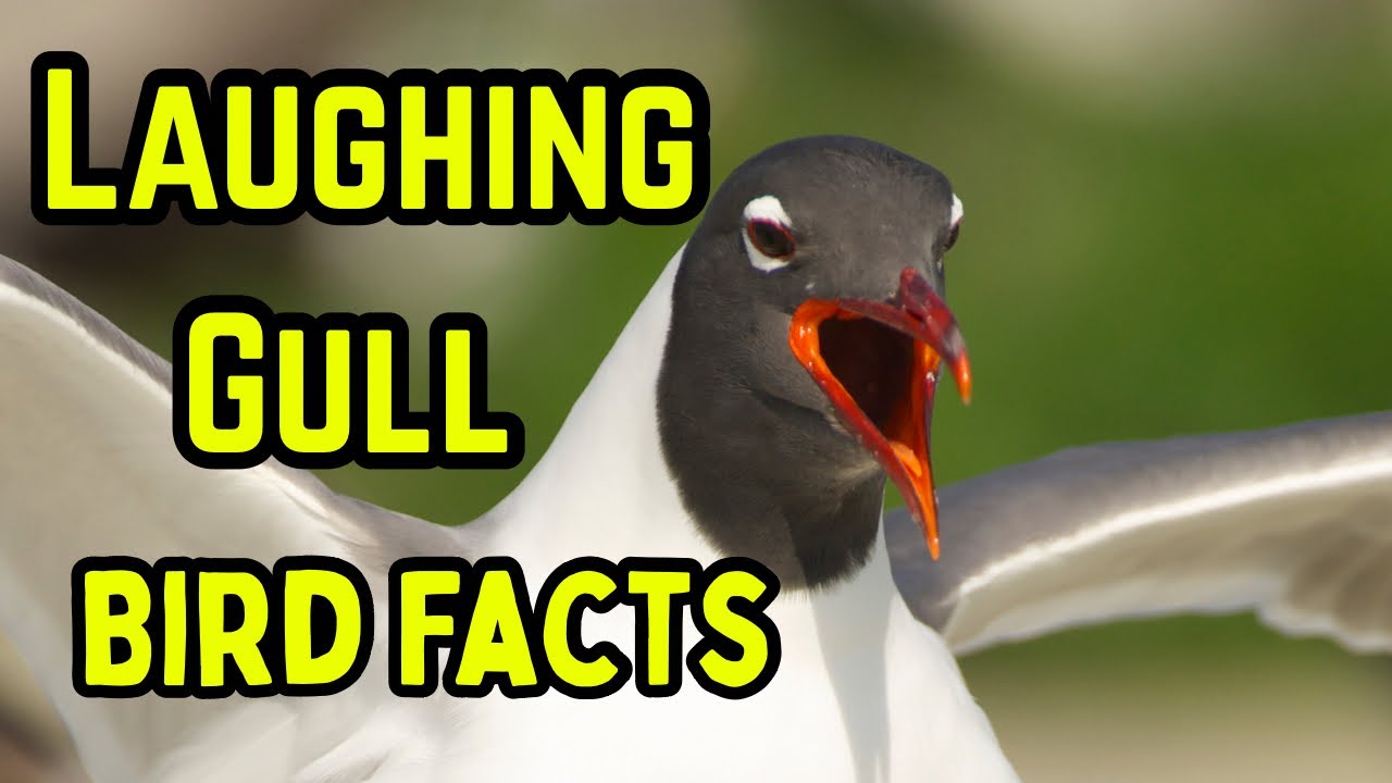 The Laughing Gull: A Coastal Survivor | A Nature Documentary - YouTube