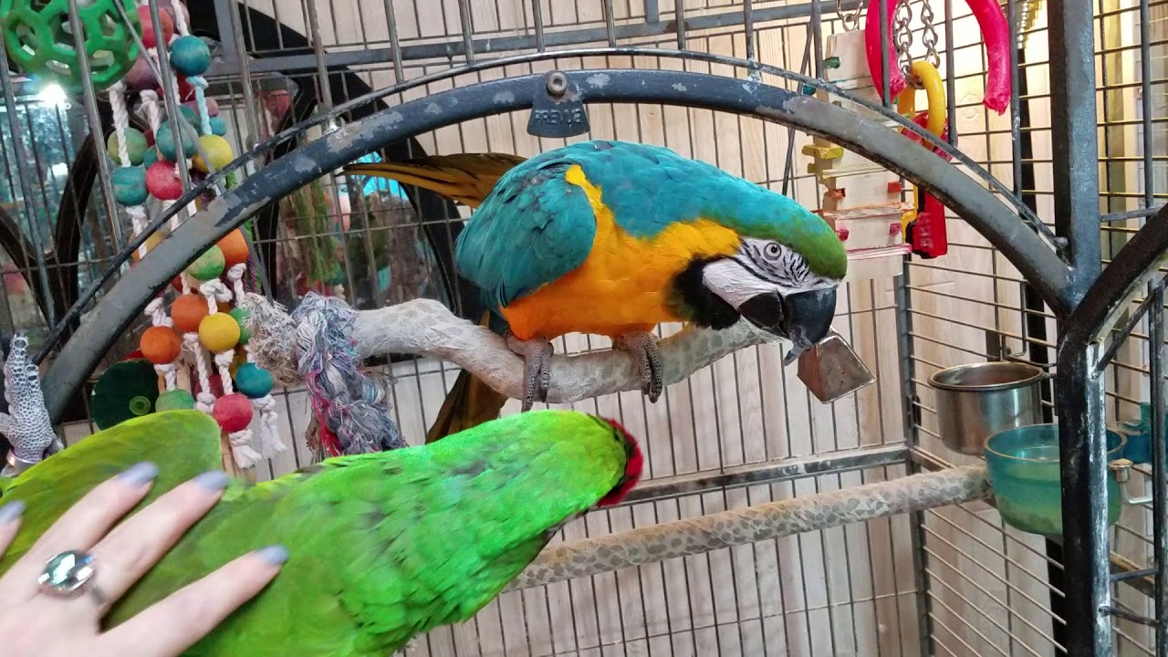 TOTAL CHAOS AT THE SHARYN ZOO WHEN MOMMY COMES HOME 😱 - YouTube