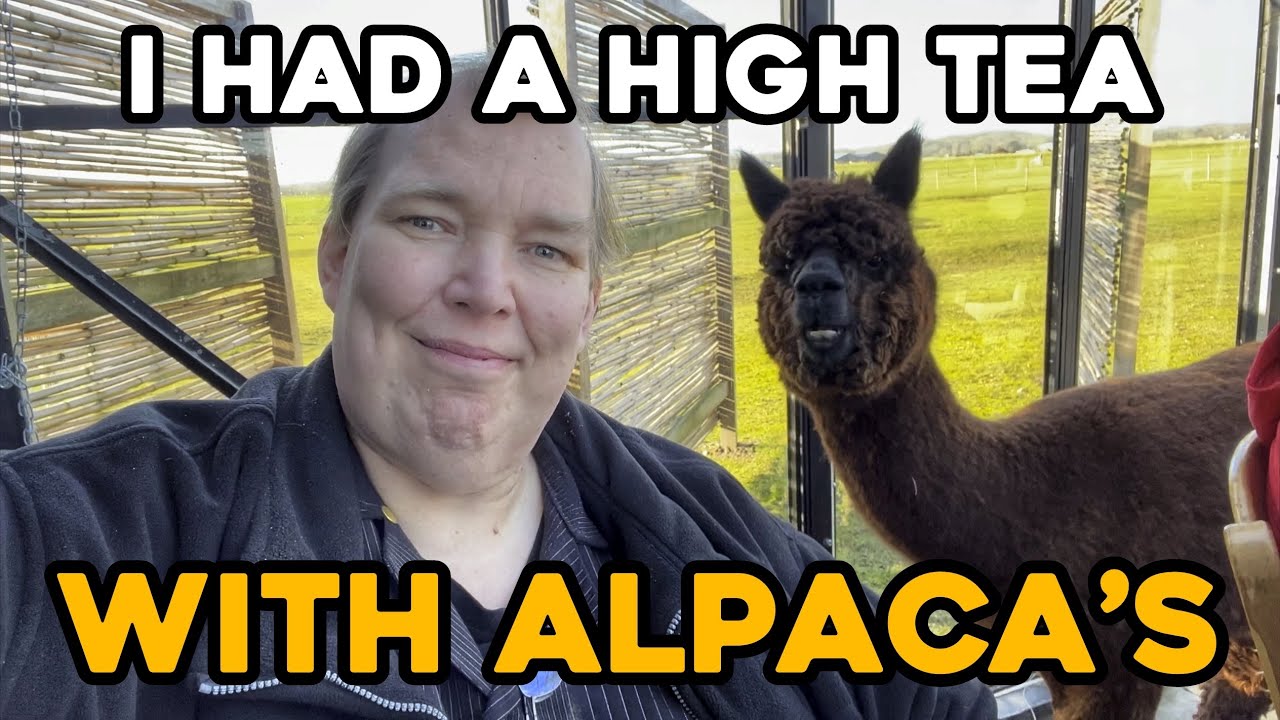 I went to the Alpaca Eco Farm for a high tea with alpacas - YouTube