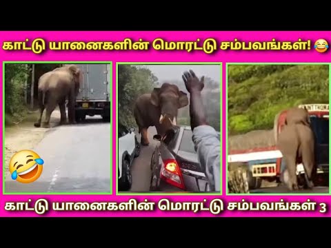 காட்டு யானைகளின் மொரட்டு சம்பவங்கள் |Elephant's grate movements ...