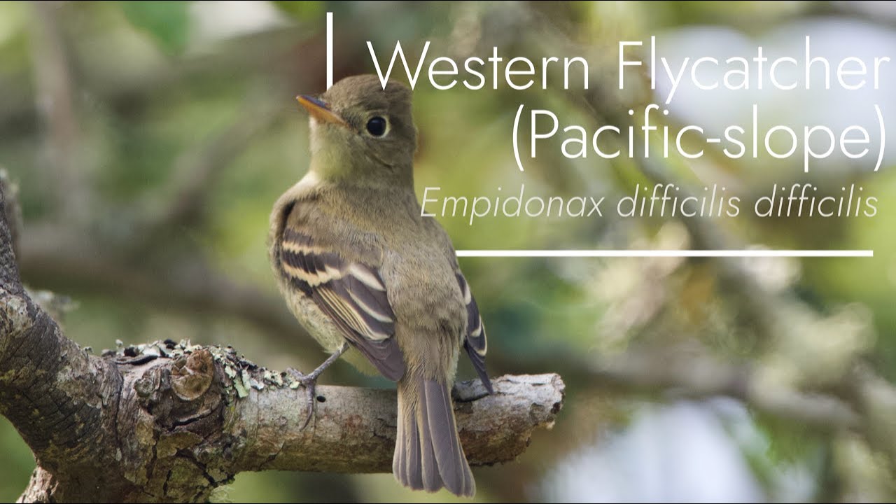 Western Flycatcher Song - YouTube