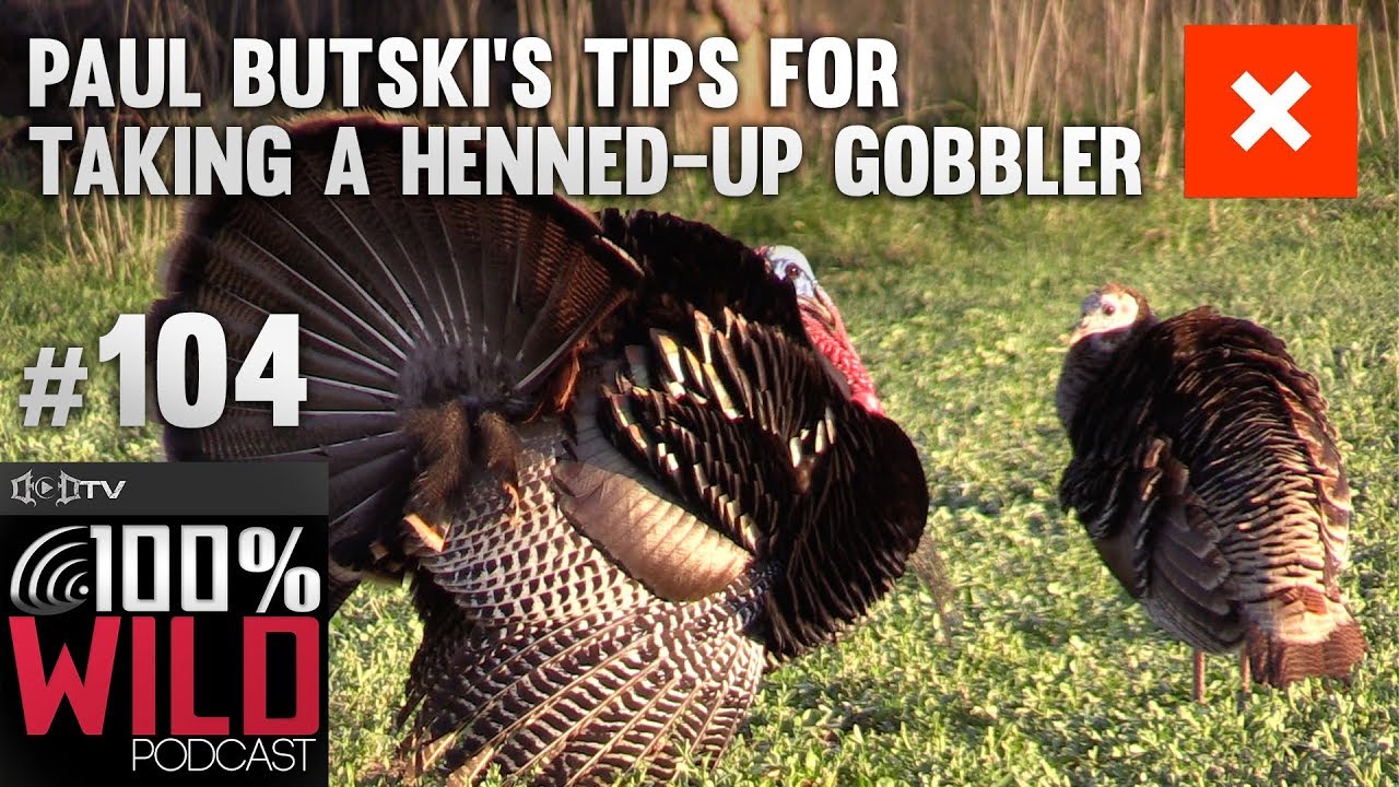 Paul Butski’s Tips for Taking a Henned-Up Gobbler - 100% Wild Podcast ...
