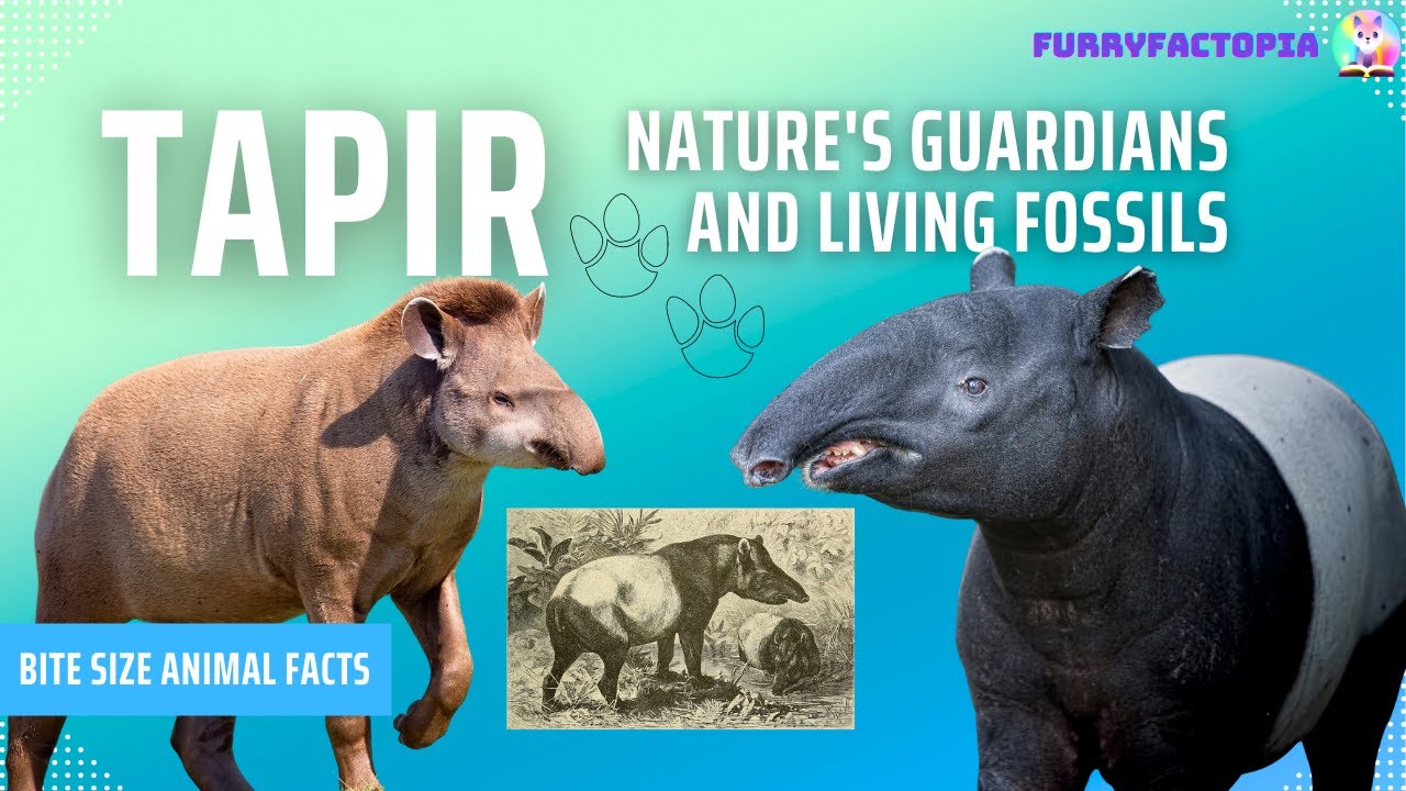Tapirs: Discover Nature's Guardians & Living Fossils in Our Captivating ...
