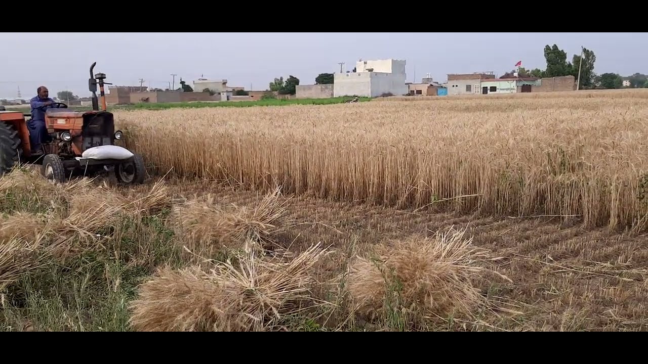 Modern Wheat Cutting Machines | Wheat Cutter | Machines for Crops | # ...