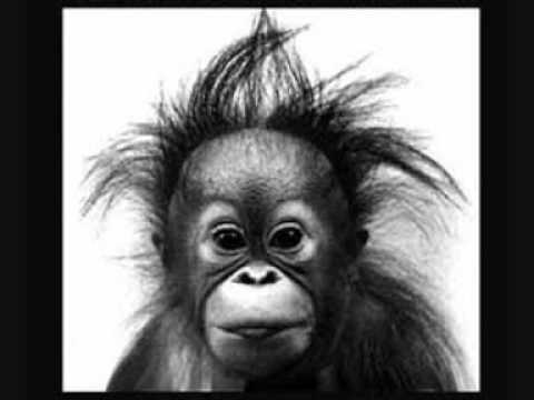 kenze neke - bette monkey