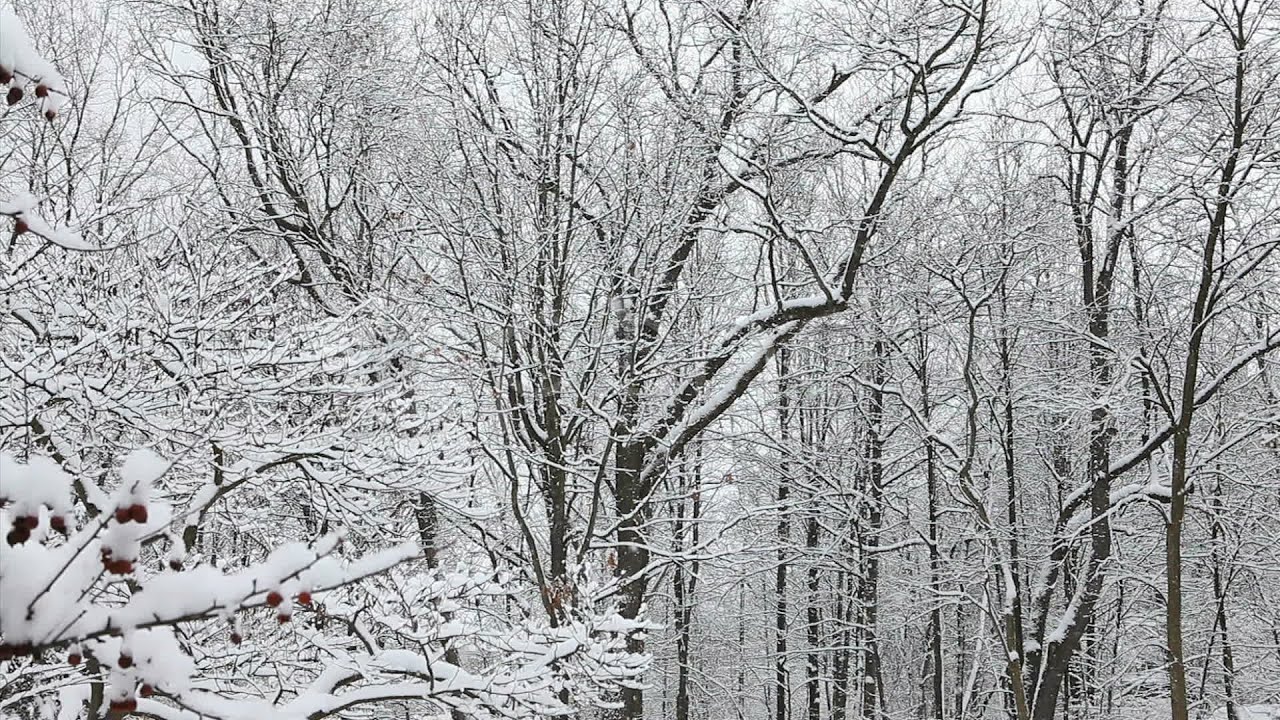 Snow Falling On Trees Hd. Stock Footage - YouTube