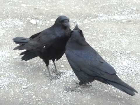 Common Raven grooming.MOV - YouTube
