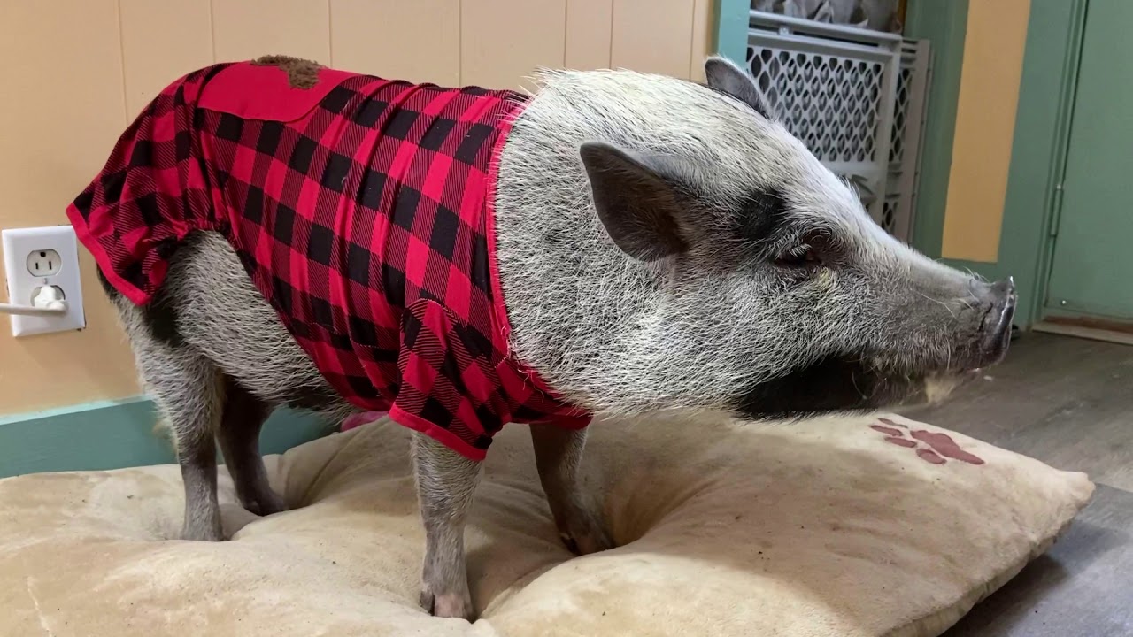 Piglet Chomping Treats - YouTube