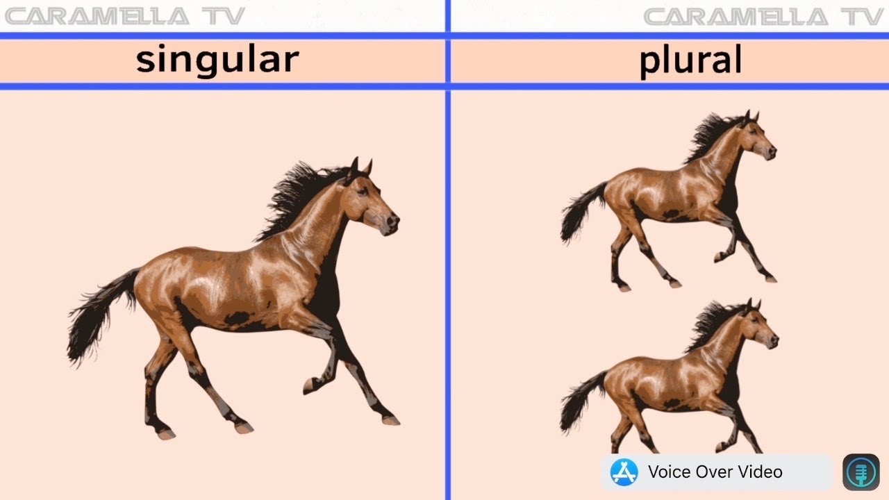 Singular and plural + educational videos @caramellatv9149 #singularandplural #learning #vocab ...