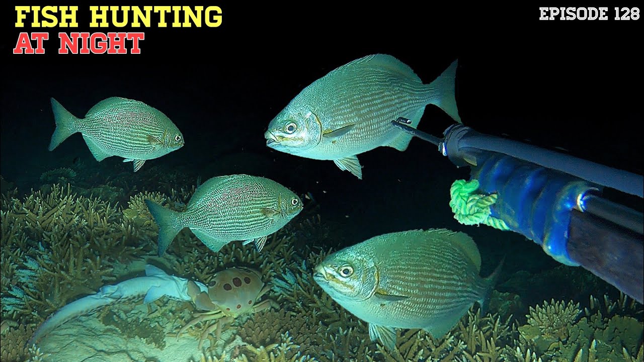NIGHT SPEARFISHING EPISODE 128 | FISH HUNTING AT NIGHT - YouTube
