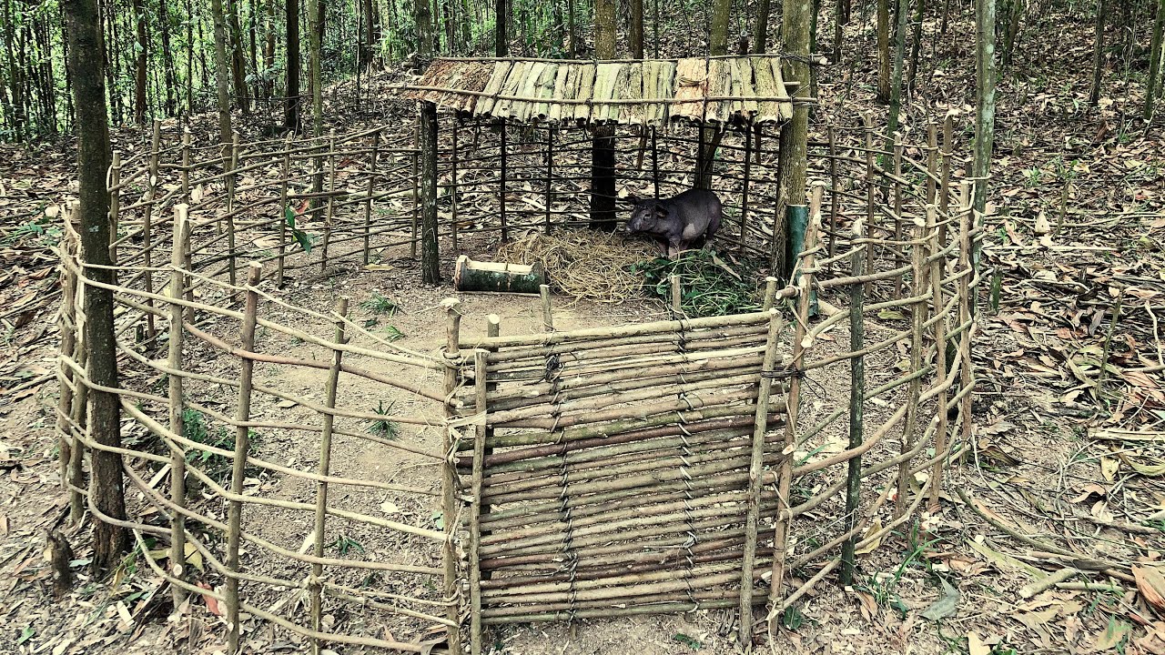 Wild Pig Traps, Build A House For Pigs - YouTube