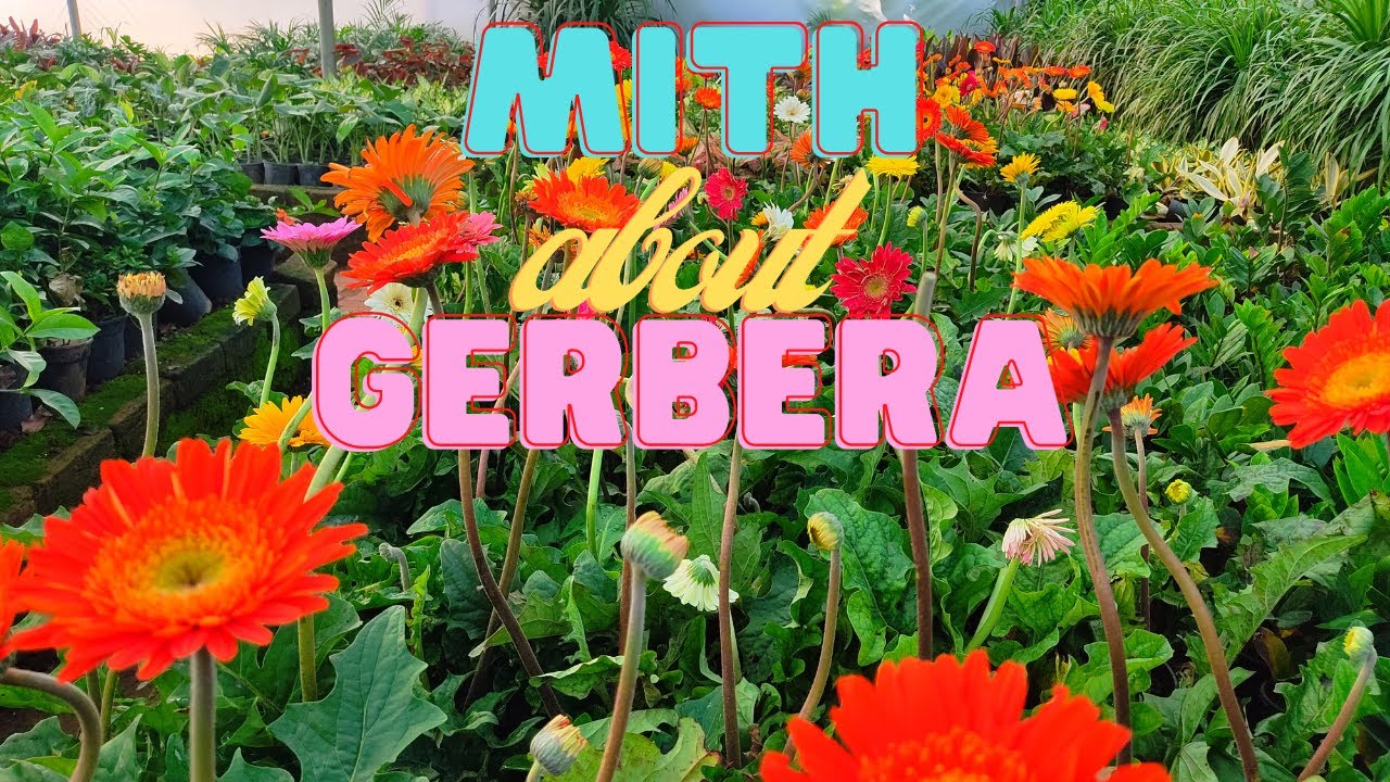 Gerbera plant care | How to grow and care Gerbera | Plants World - YouTube
