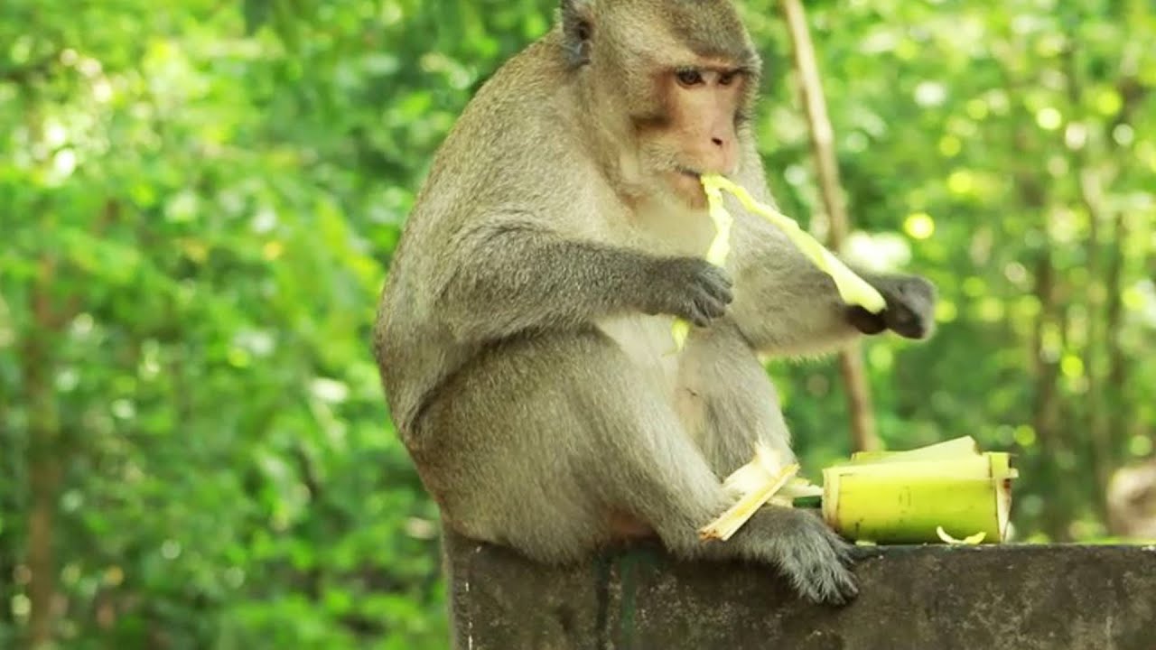 Monkey Joey is Strong He Become A king of Amber Monkey Soon on Sep17 ...