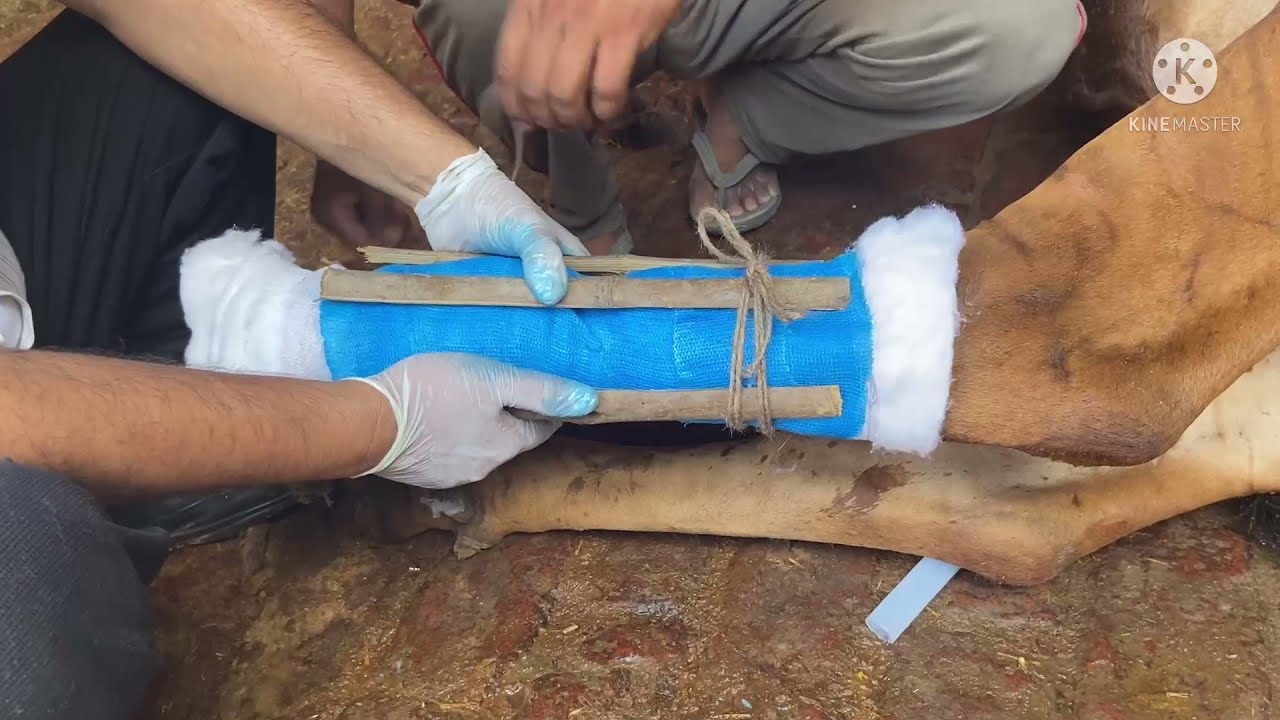 How to treat fracture in cow l fracture of metatarsal bone in cow l dr ...