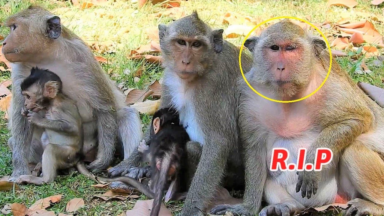 The Final Video Of Popeye Come To Visit & Take Care Of Family Of Jill ...