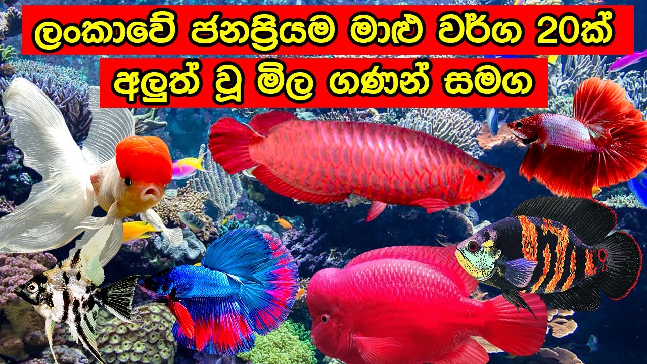 හොදම විසිතුරු මසුන් වර්ග 20 නවතම මිල සමග 2022 | Top 20 of Ornamental ...