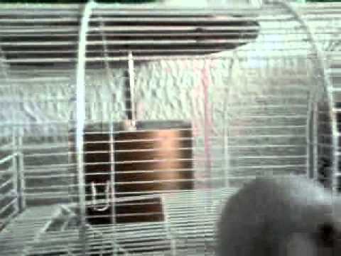 skocimis mića - YouTube