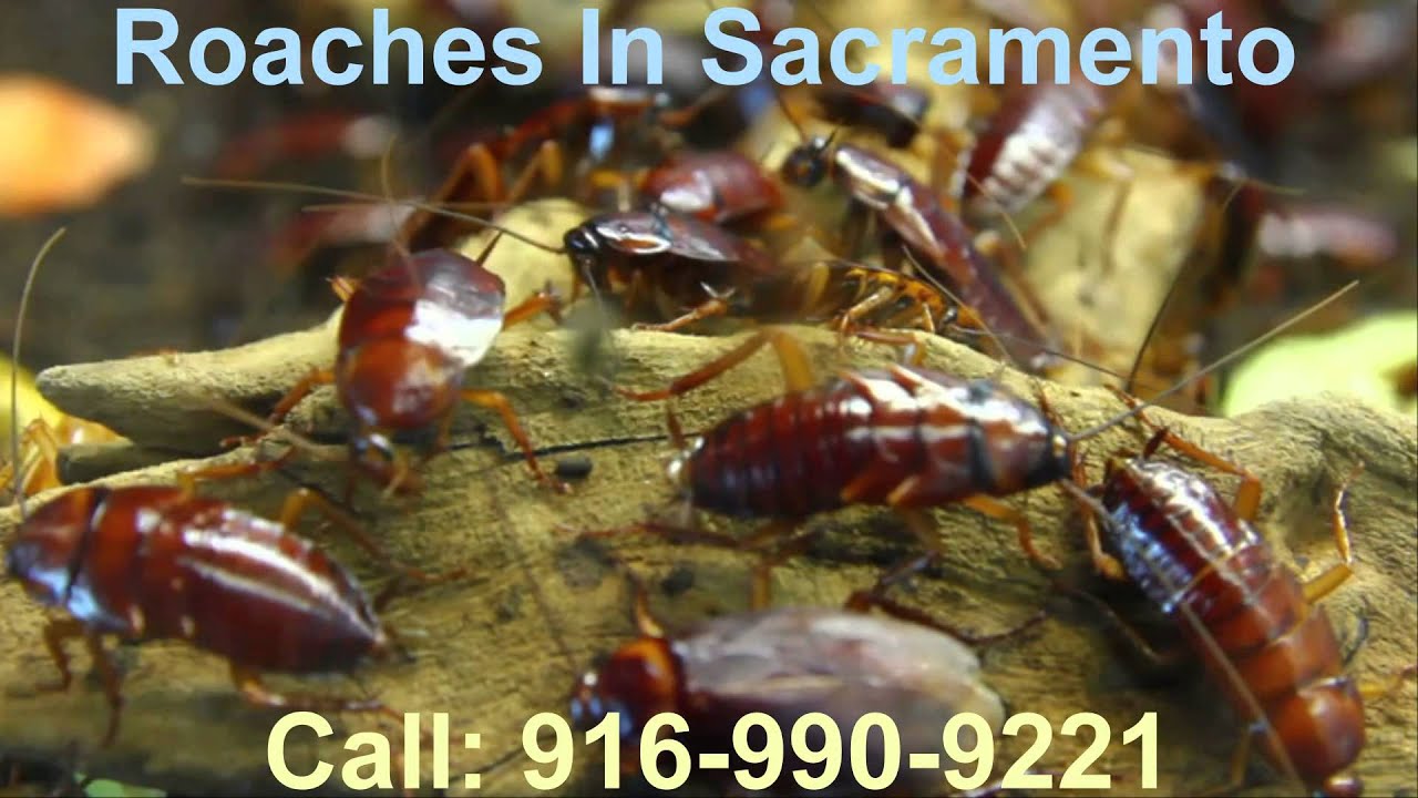 Roaches In Sacramento - Pest Control - YouTube