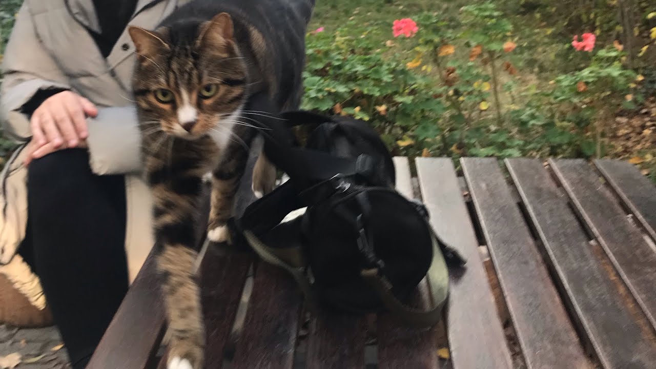 cute cat henry and his funniest moments 🫶 - YouTube