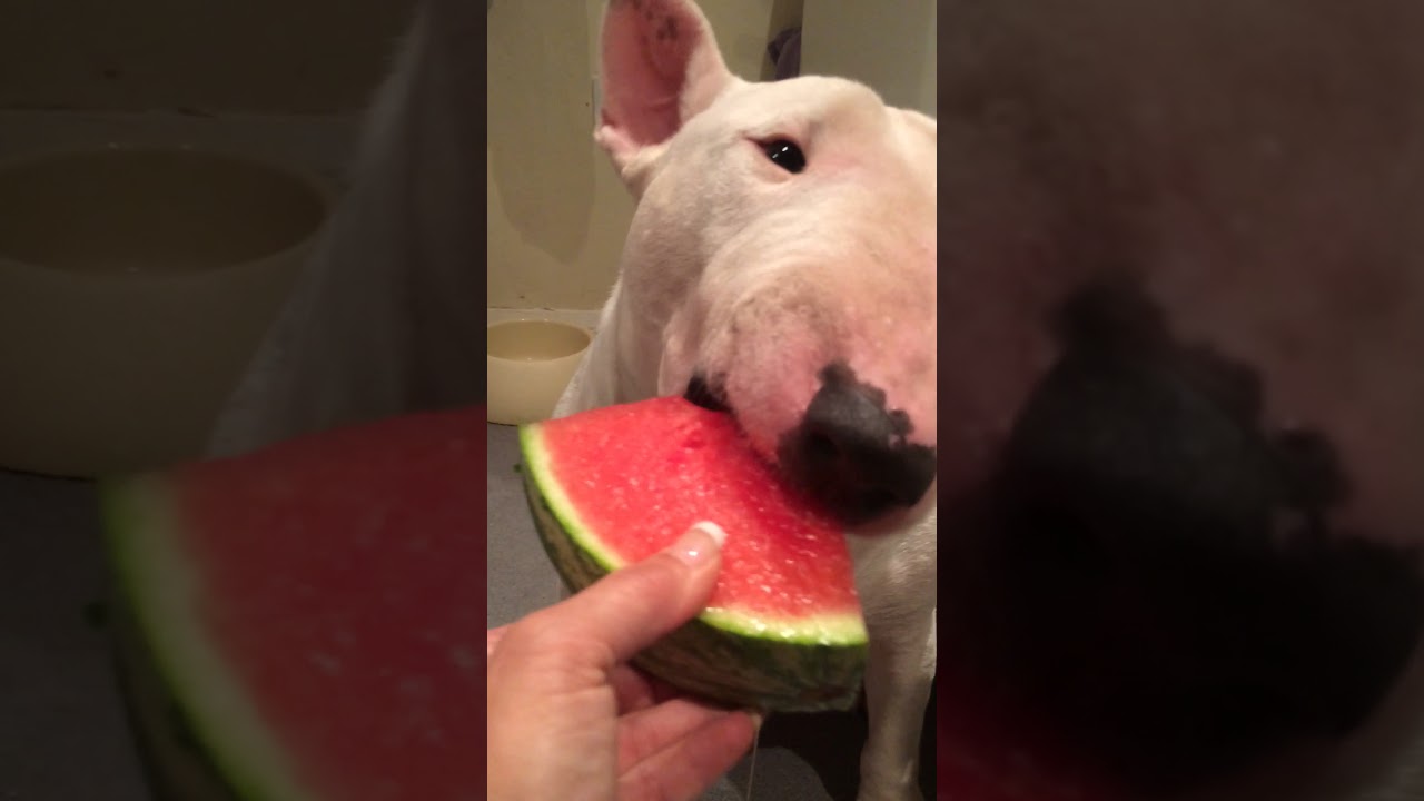 Dennis the English Bull Terrier eating watermelon - YouTube