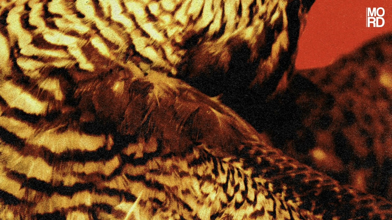 Amorphic & Tensal - Highland Frequencies EP | MAXVINILOS