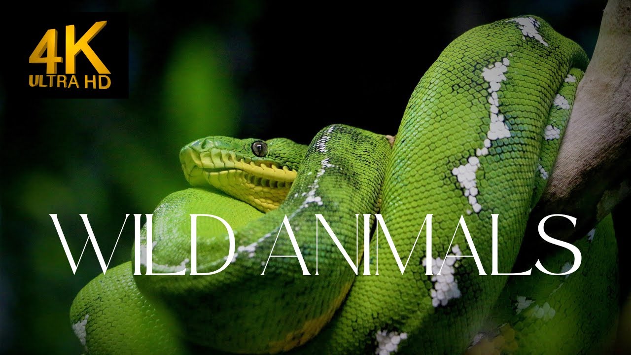 Animals That Call The Forest Home - Forest Wild Life In 4K - Amazing ...
