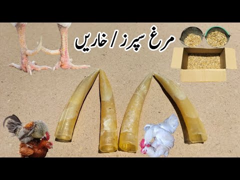 Guide to Rooster Spurs | All you need to know about Chicken Spurs | Dr ...