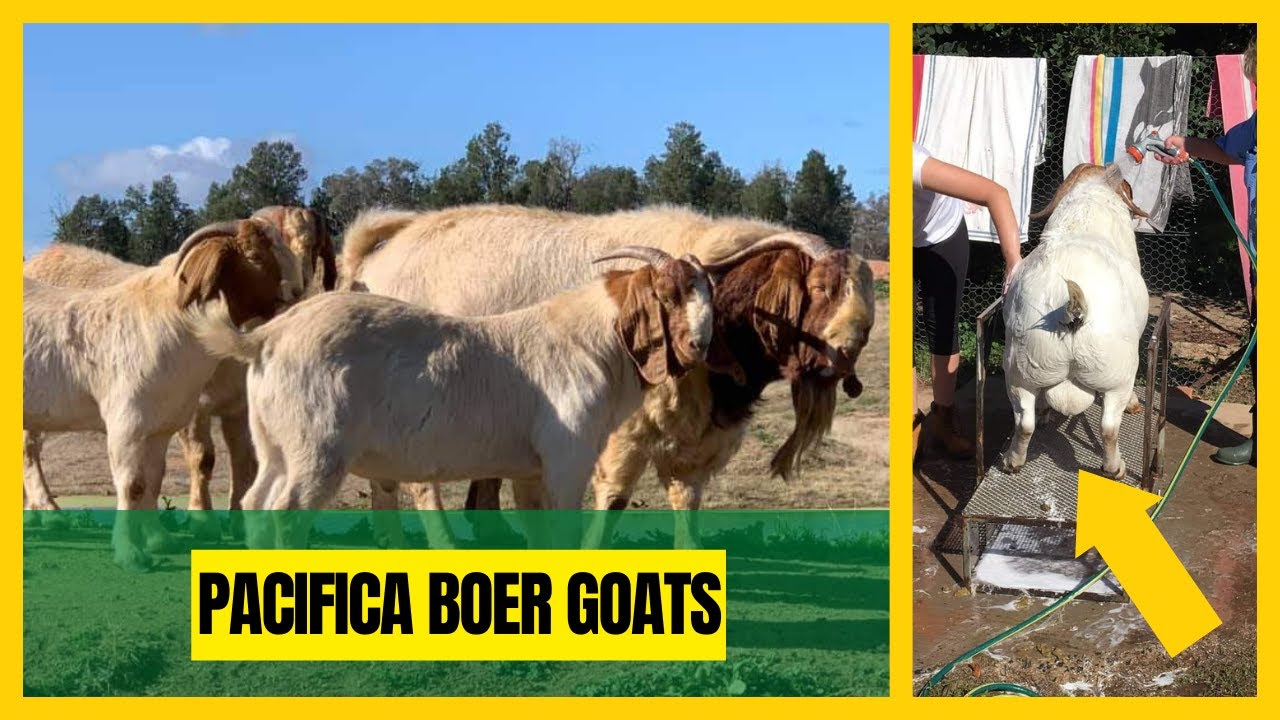 pacifica Boer Goat farm - YouTube