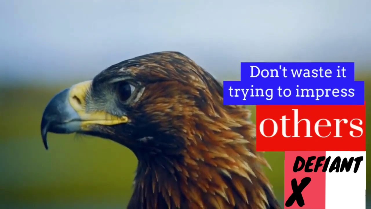 Defiant eagle - YouTube