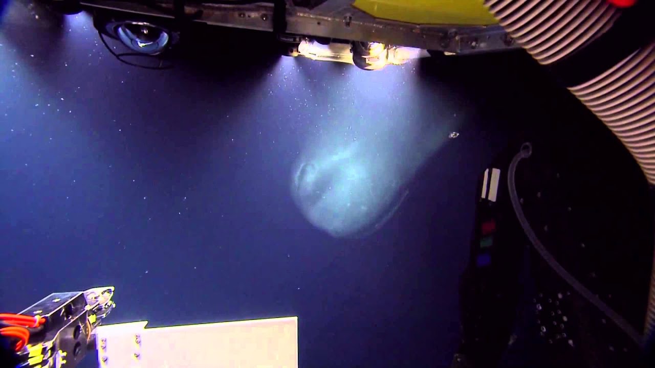 Rare Sperm Whale Encounter with ROV Nautilus Live - YouTube