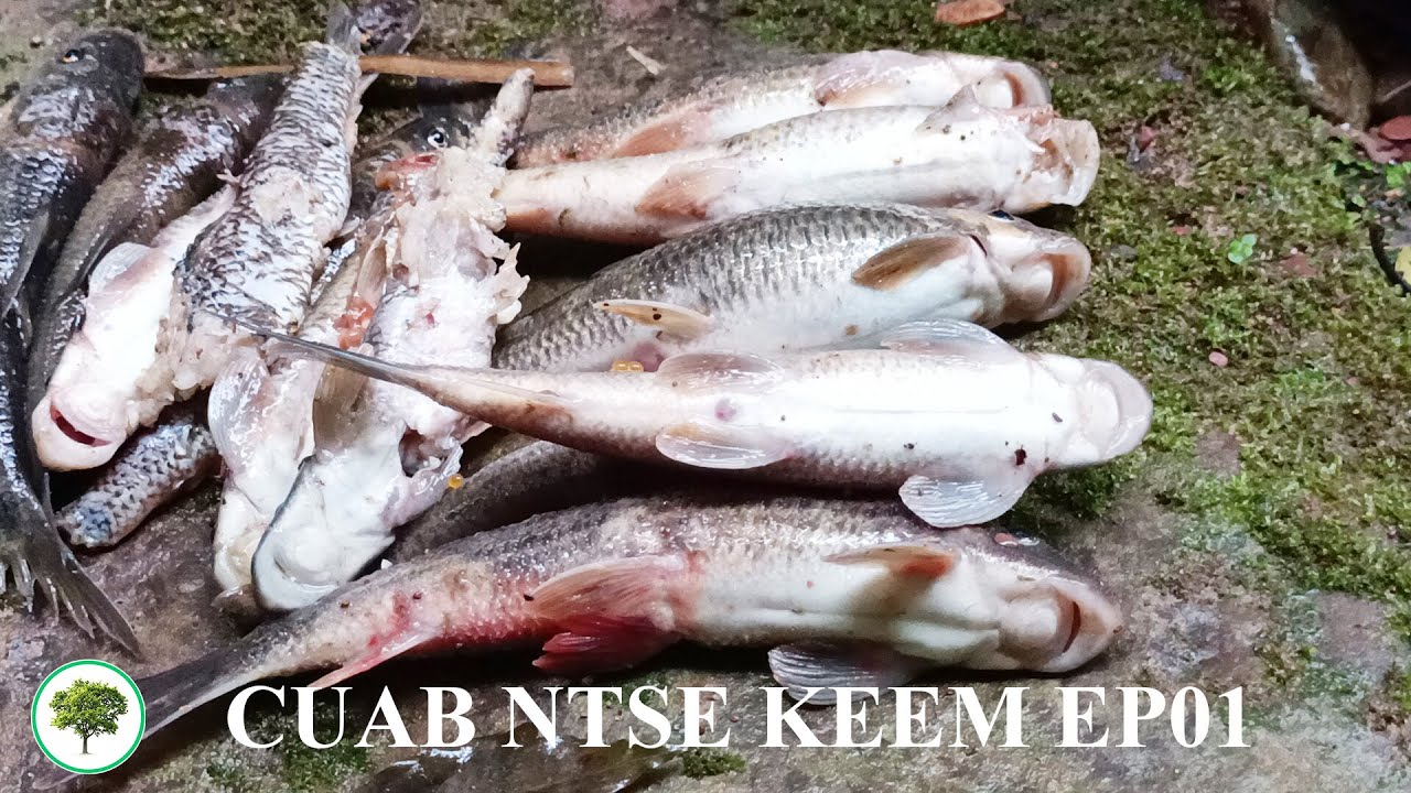 Cuab Ntse Keem |Daim 01 EP1| 2022 - YouTube