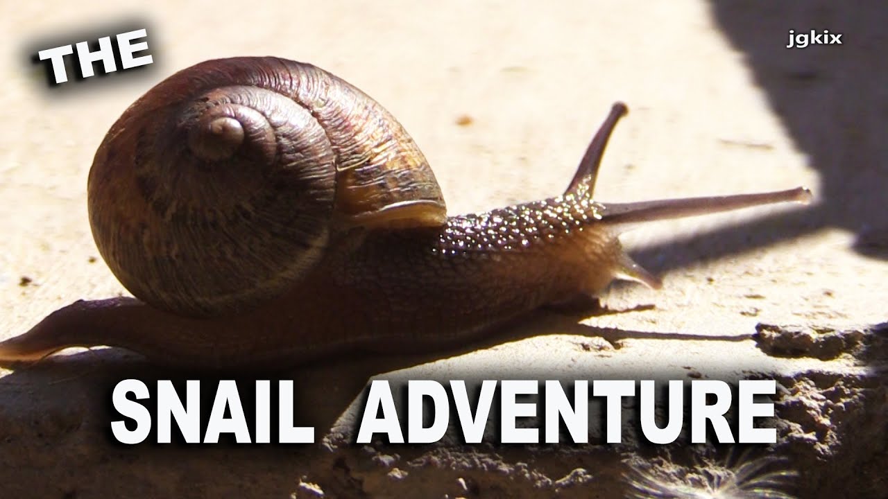 A Snail's Adventure Trip - YouTube