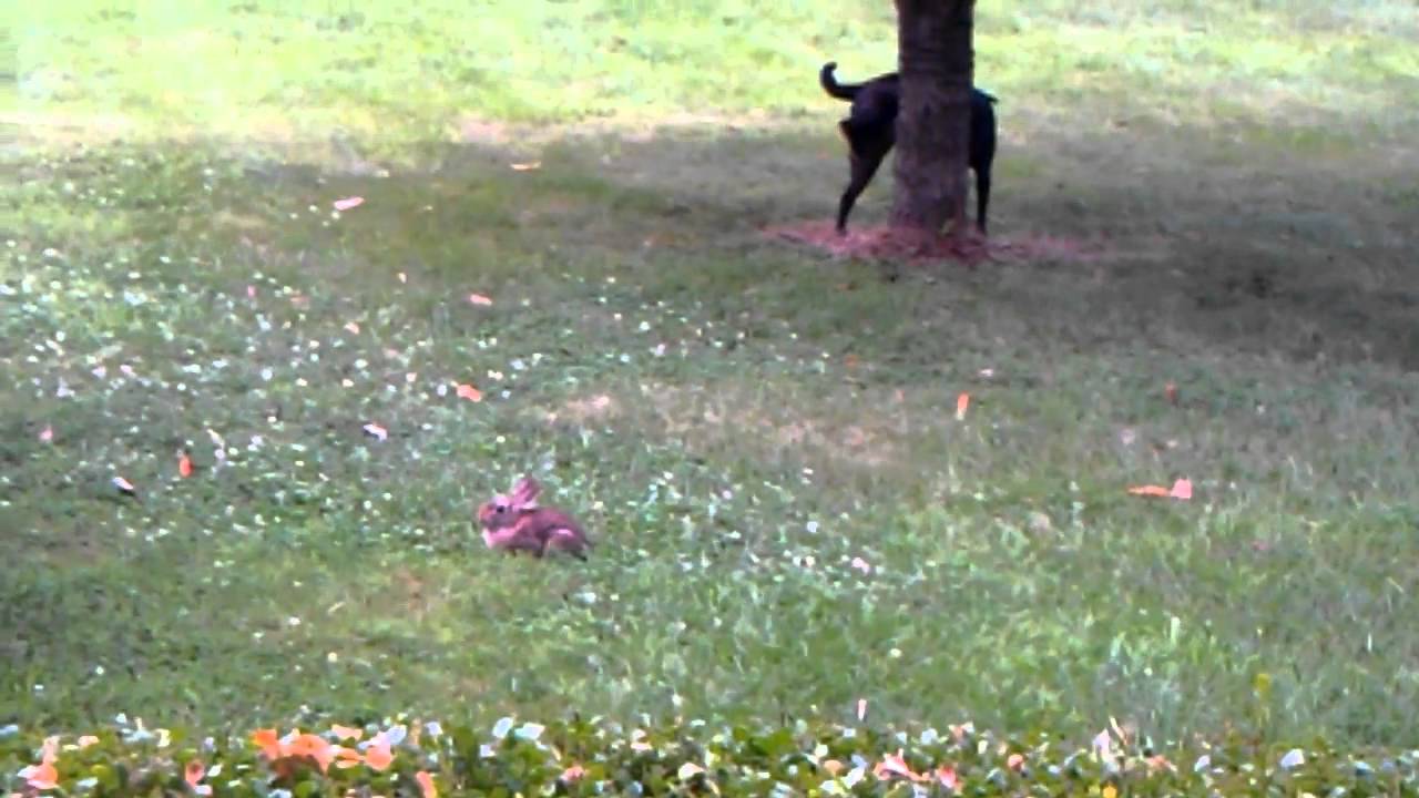 Honeybear chasing a rabbit - YouTube