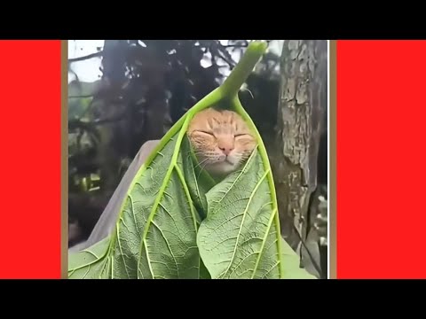 kumpulan kucing unik core || kucing lucu - YouTube