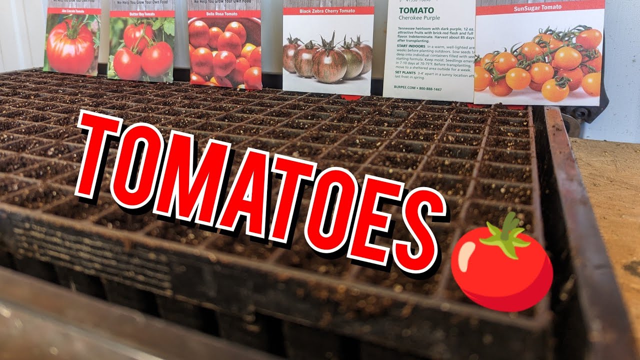How We Grow Tomatoes Indoors From Seed At Home | (Seed Starting indoors ...