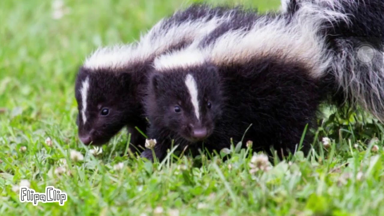 Skunk second episode 5 fan made - YouTube