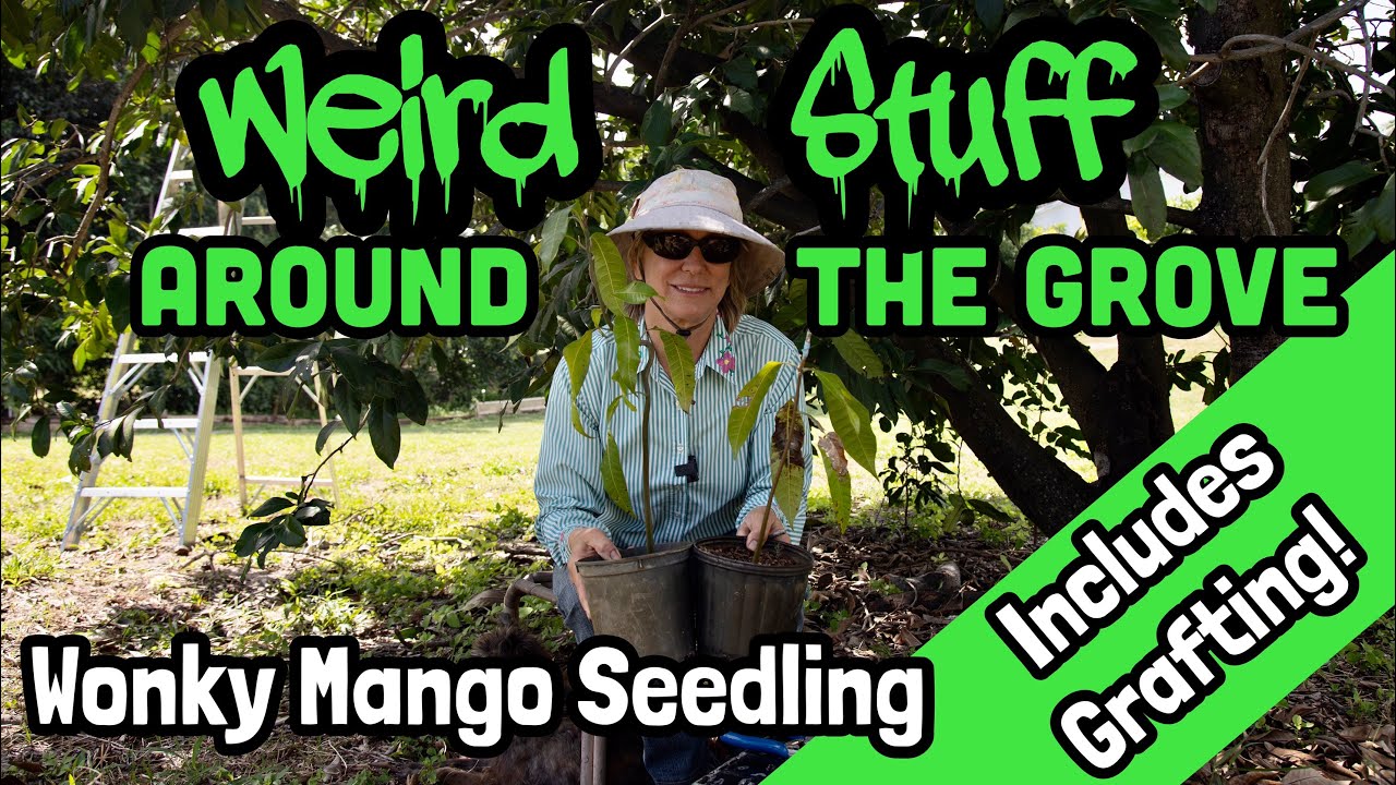 Weird Stuff Around the Grove ~ Wonky Mango Seedling (Grafting Included ...