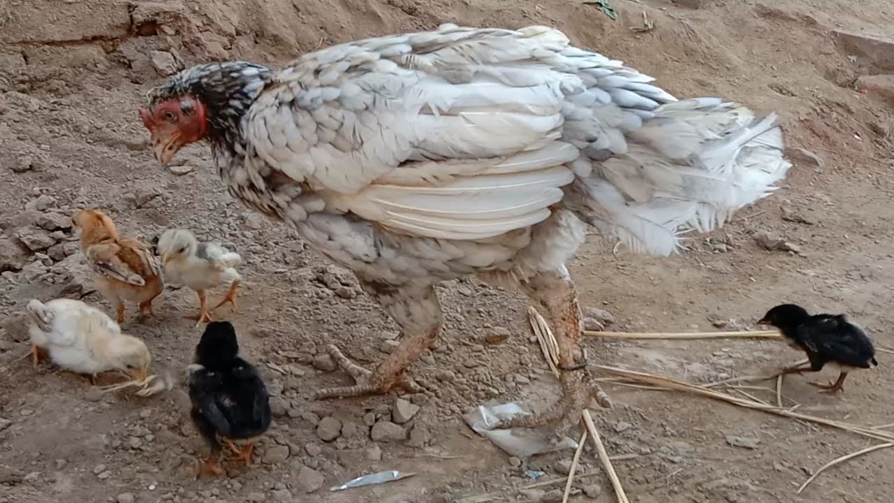Aseel murgi chicks in Pakistan|Aseel Shamo murgi|Murga murgi chicks ...