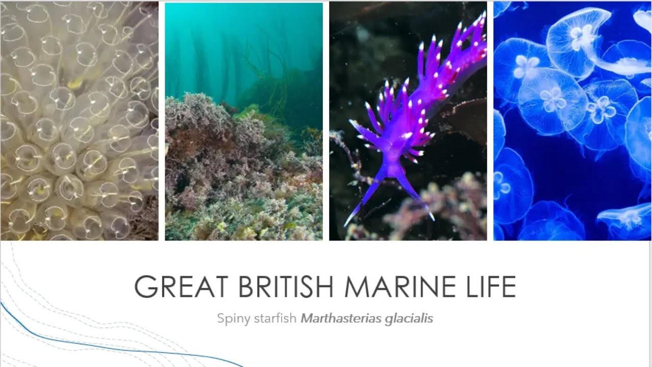 Great British marine life | Spiny starfish, Marthasterias glacialis ...