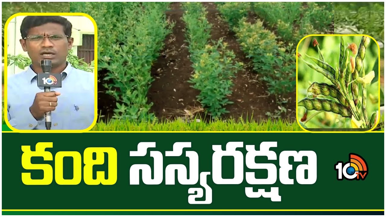 Kandi Plant Protection | కంది సస్యరక్షణ | Matti Manishi | 10TV News ...