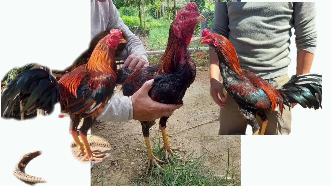 qhia kev cais qaib sib ncaw yuav cai li cas thiaj tau qaib keej - YouTube