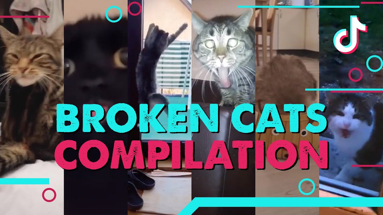 Broken And Funny Cats Ultimate Compilation Tik Tok 2019 New Youtube
