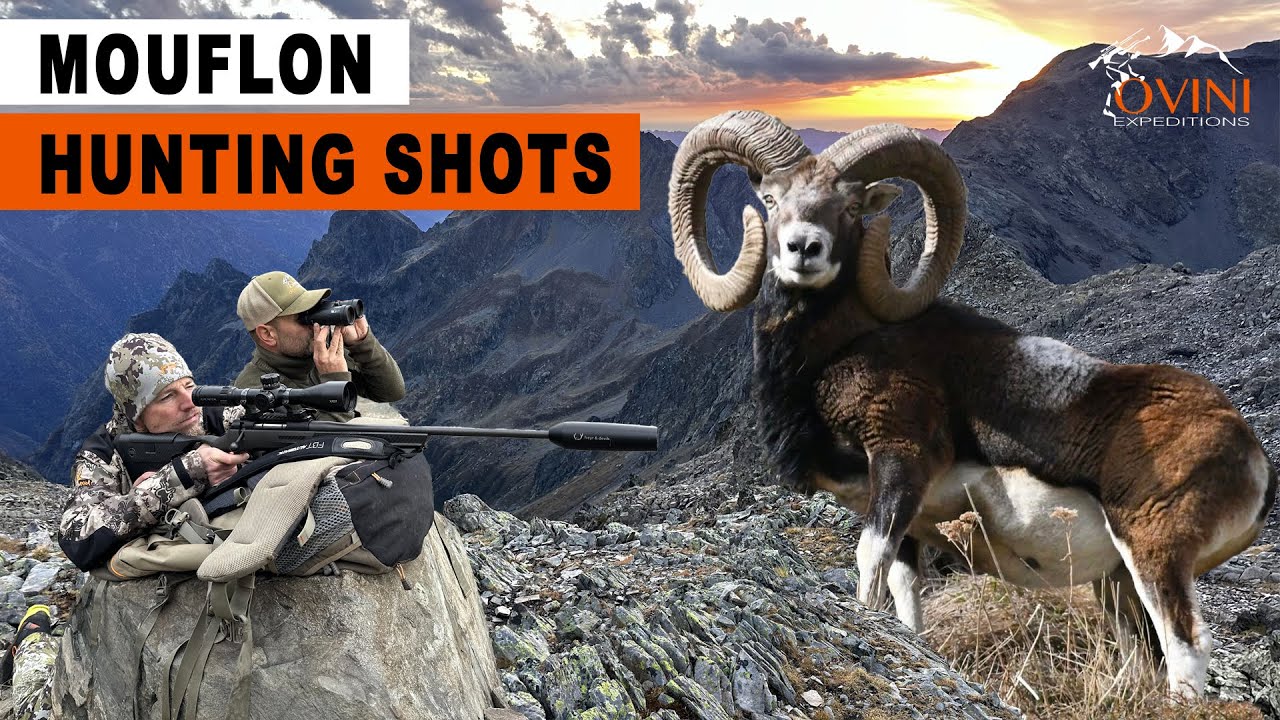 CHASSE MOUFLON DES ALPES - FRENCH ALPS HUNT - PART 1 - YouTube