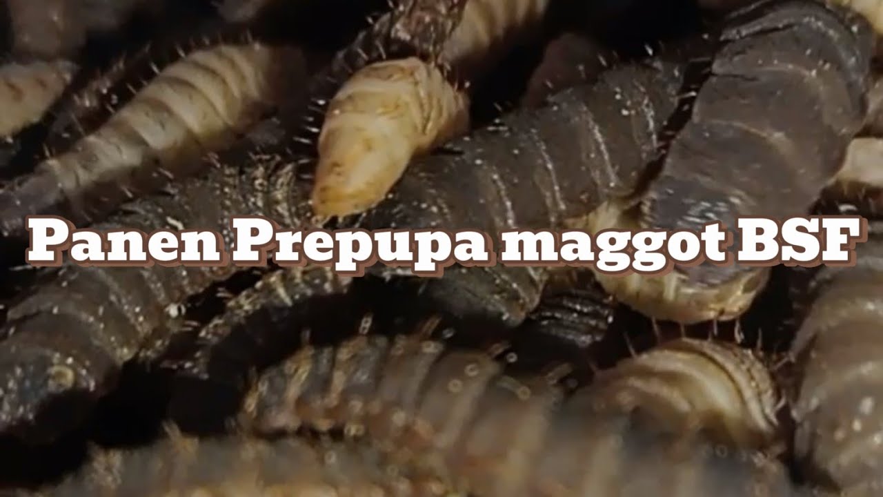 PANEN PREPUPA MAGGOT BSF || BUDIDAYA MAGGOT BSF || 2 || MAGGOT BSF ...