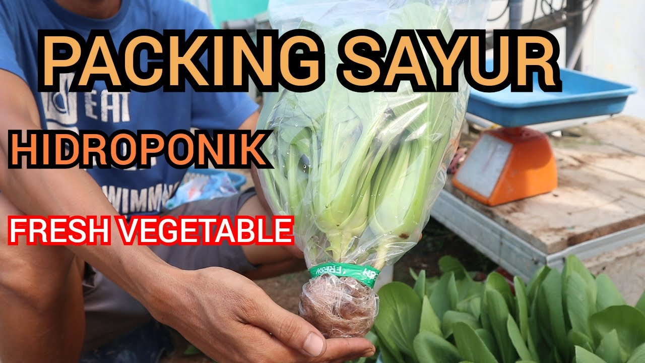 CARA PACKING SAYUR HIDROPONIK FRESH VEGETABLE - YouTube