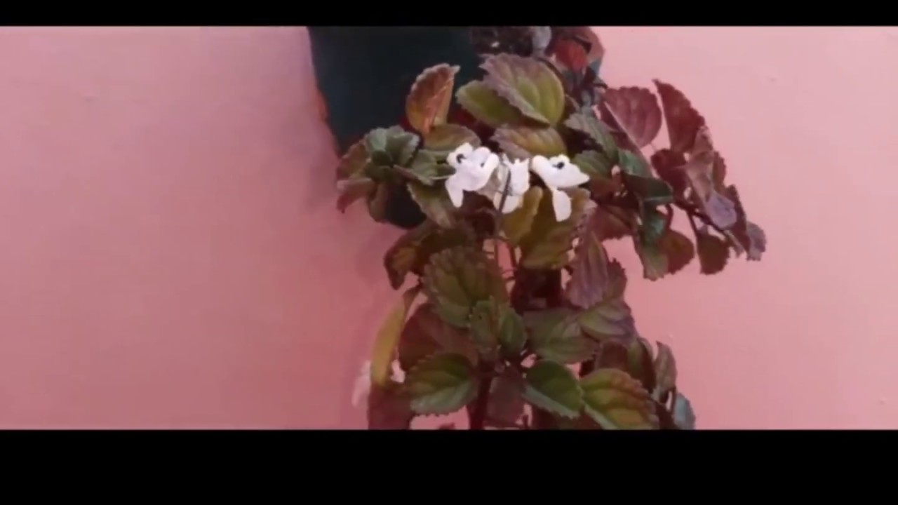 Flor de dólar - YouTube