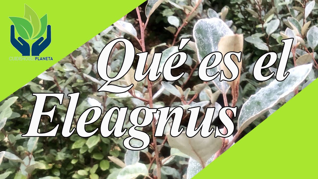 Eleagnus: tipos, características,plantación, cuidados... - YouTube