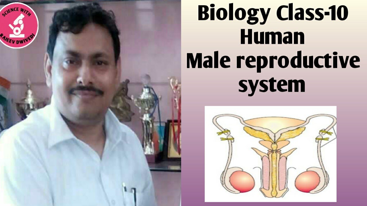 #CBSE #CLASS_10 Human male reproductive system. - YouTube