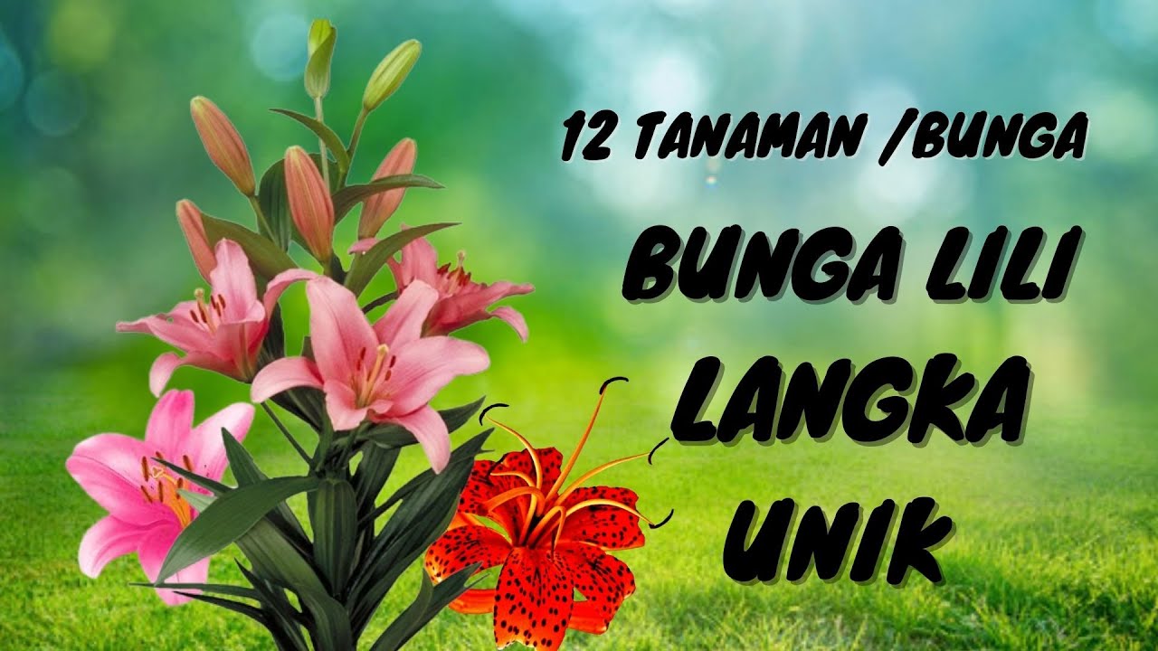 12 Jenis Bunga Lily yang Cocok untuk Menghias Taman Rumahmu - YouTube